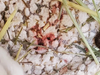Rabbit Droppings As Health Indicators — House Rabbit Society