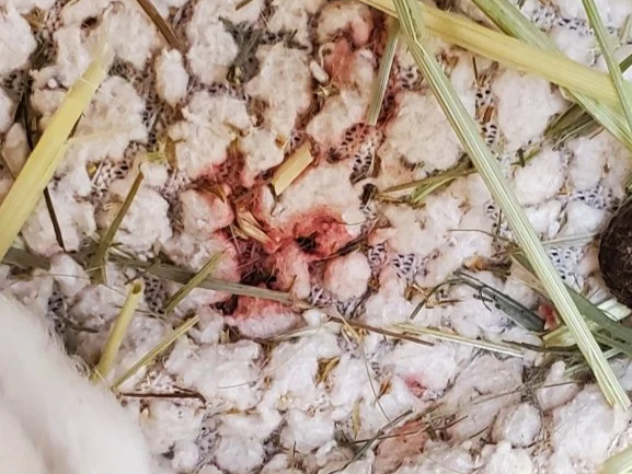 Rabbit Droppings As Health Indicators — House Rabbit Society