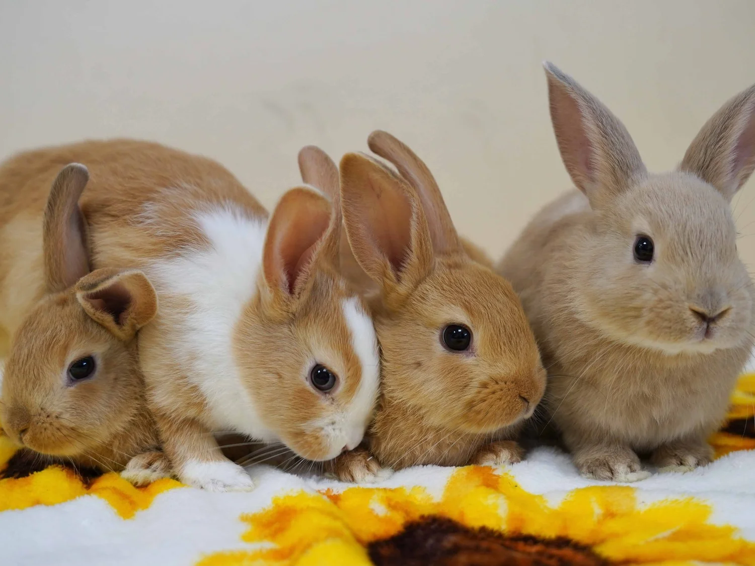 Baby Rabbits — House Rabbit Society
