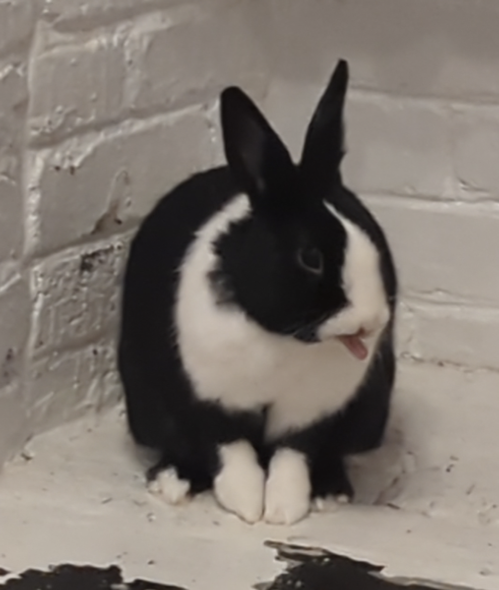 Rabbit Lingo — House Rabbit Society