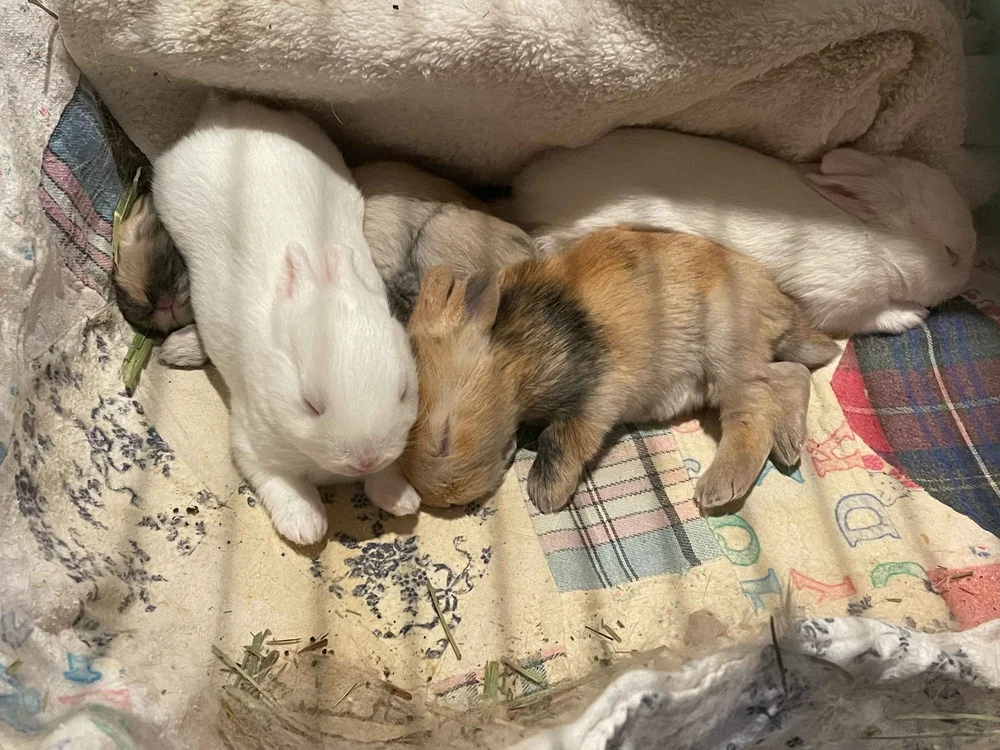Baby Rabbits — House Rabbit Society