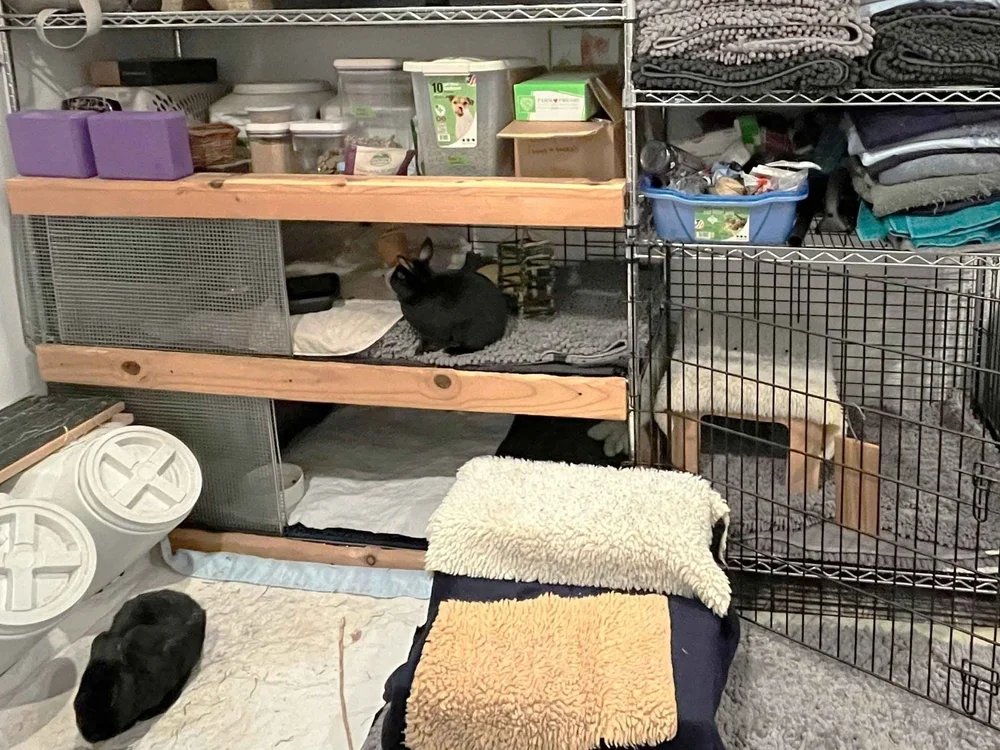 Housing — House Rabbit Society