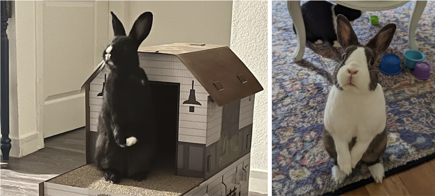 Rabbit Lingo — House Rabbit Society