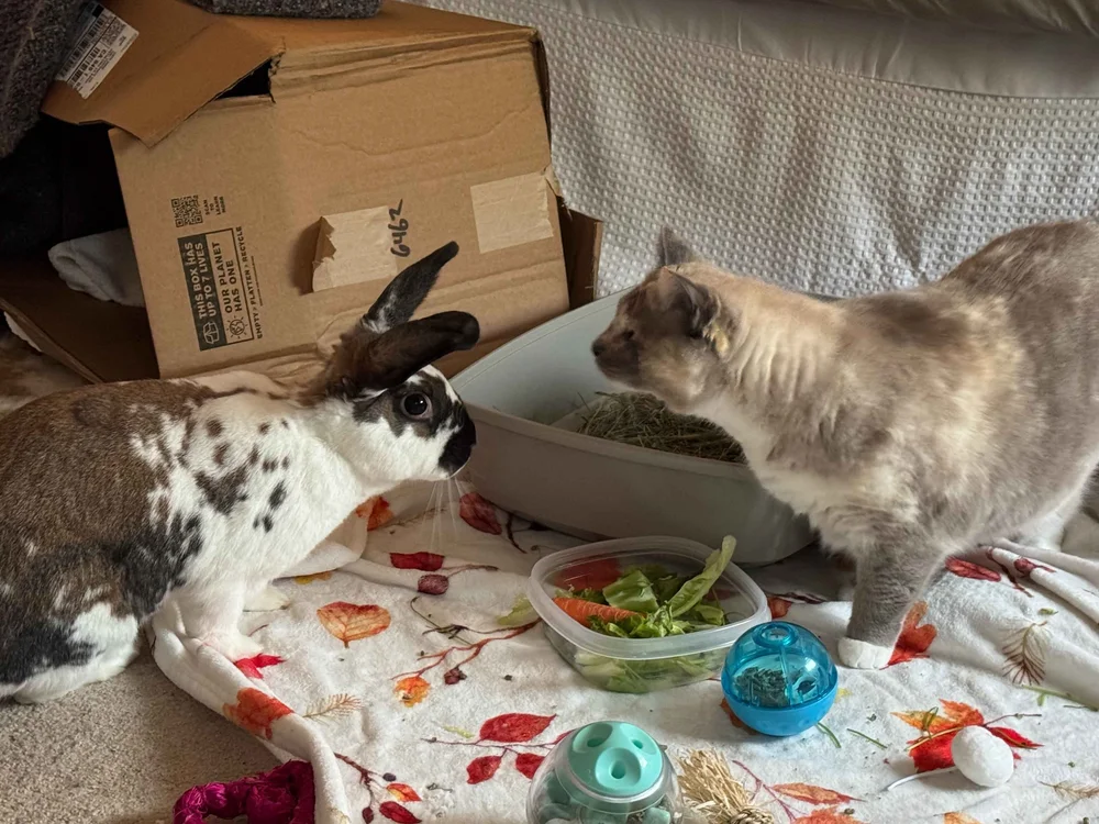 Cats and Rabbits — House Rabbit Society