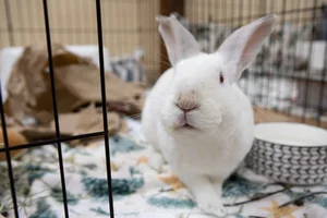 Rabbit Care — House Rabbit Society