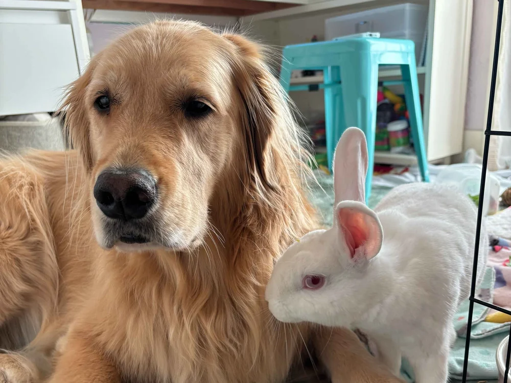 Dogs and Rabbits — House Rabbit Society