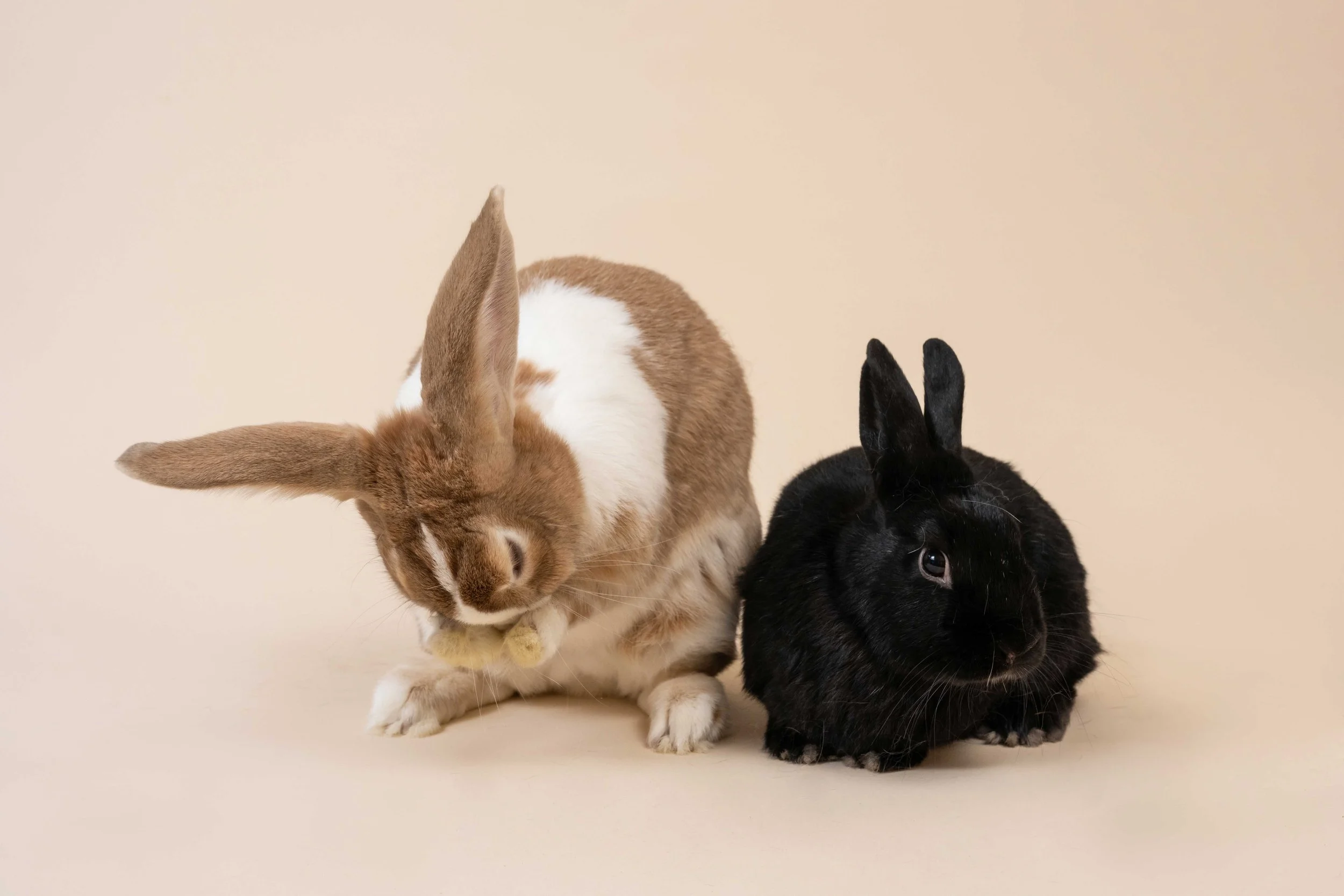 Classes — House Rabbit Society