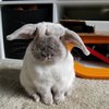 Bladder Sludge — House Rabbit Society