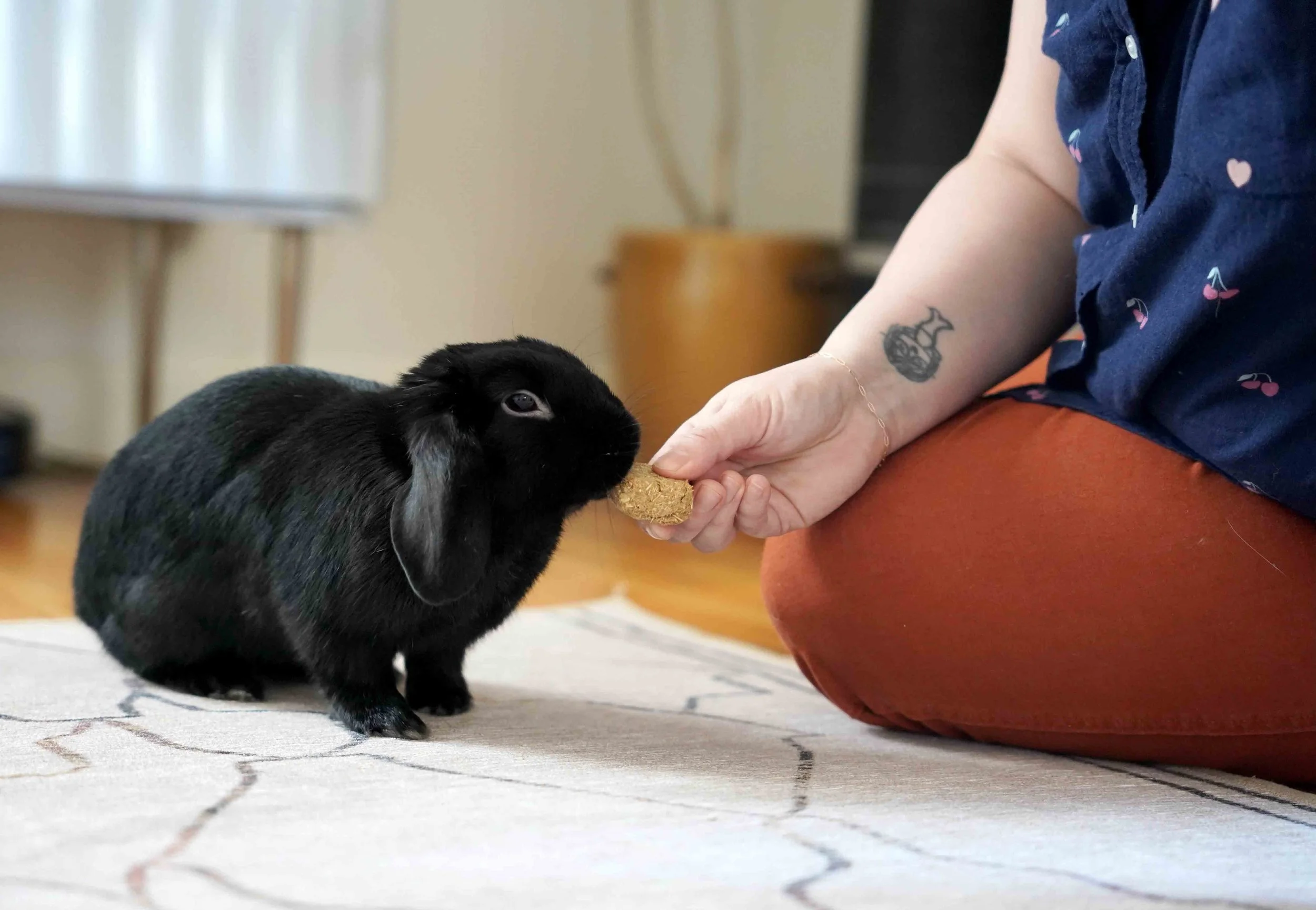 Programs — House Rabbit Society