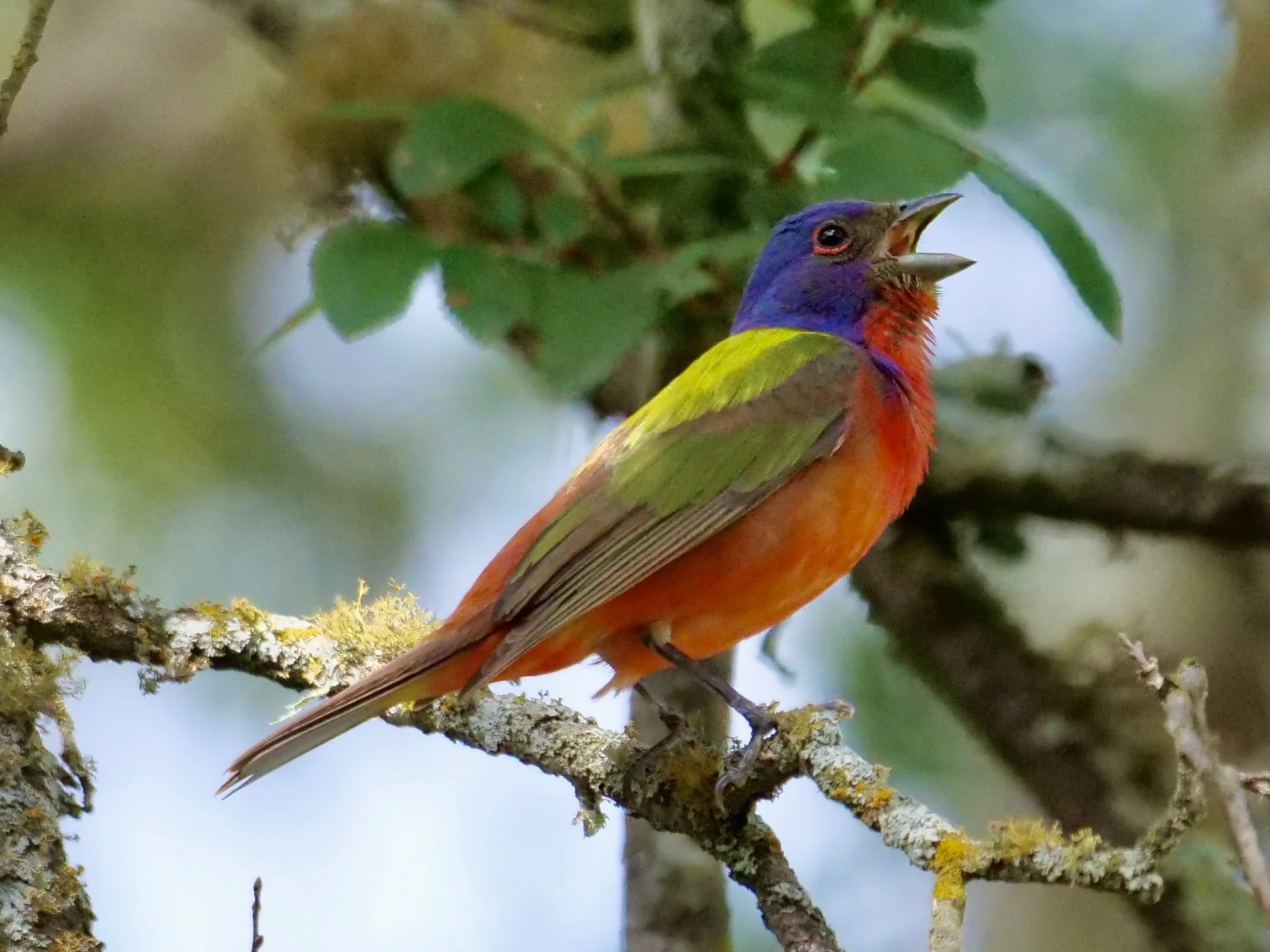 Martin Byhower | It's Your Nature Central Texas Landscape Design and ...