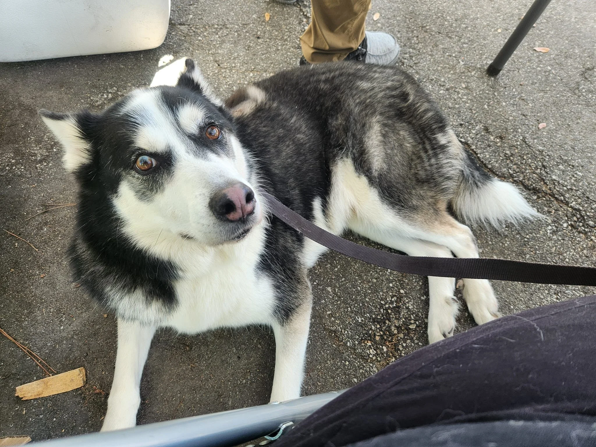 Swampland Husky Rescue