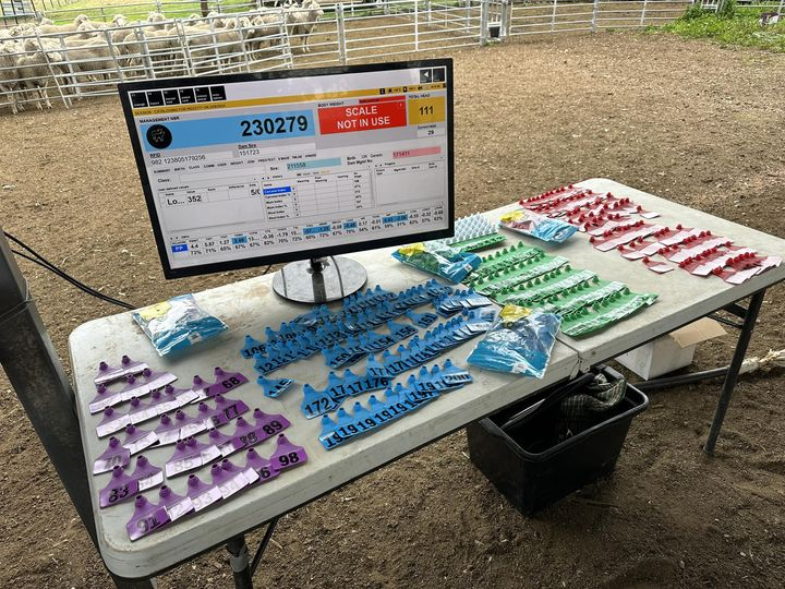 Stud Sheep — SAPIEN TECHNOLOGY