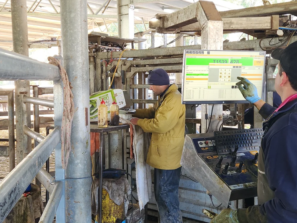 Seedstock Cattle — SAPIEN TECHNOLOGY