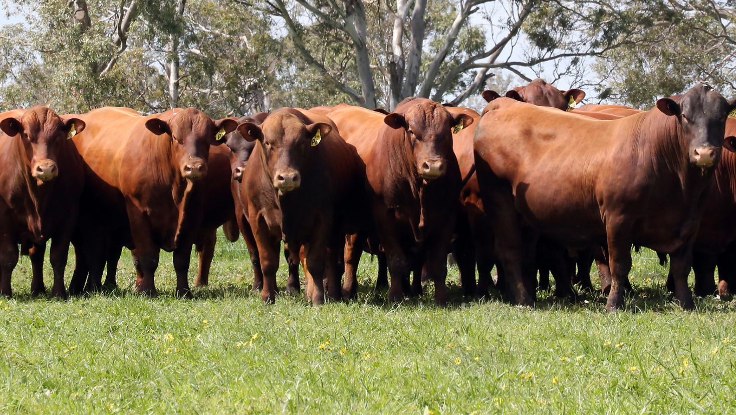 Seedstock Cattle — SAPIEN TECHNOLOGY