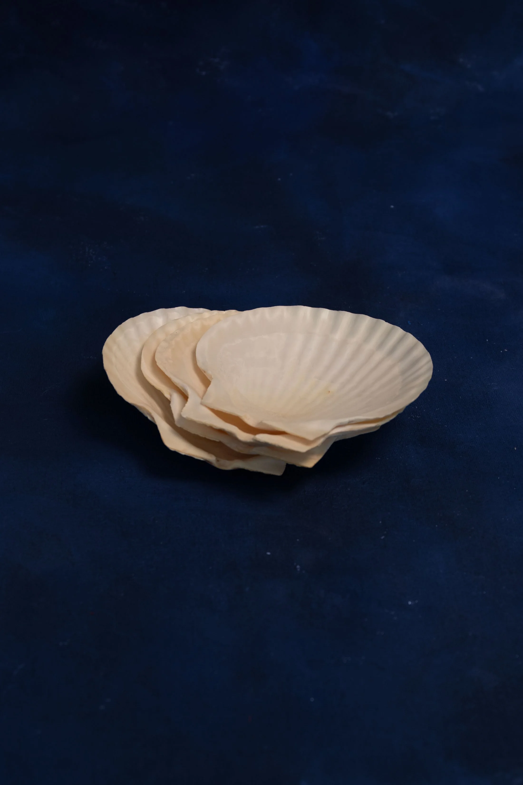 Scallop Shell Plates — loutre