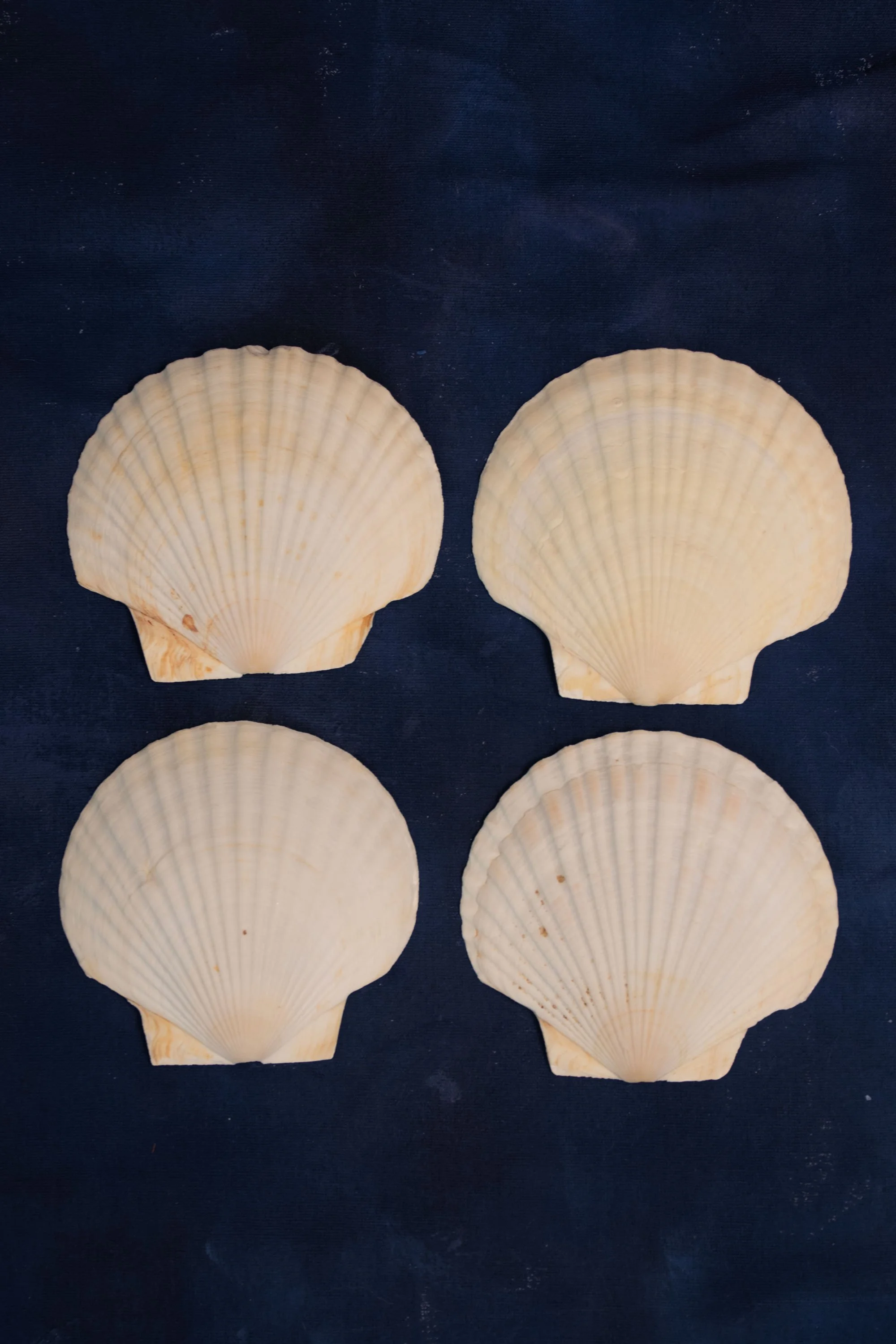 Scallop Shell Plates — loutre