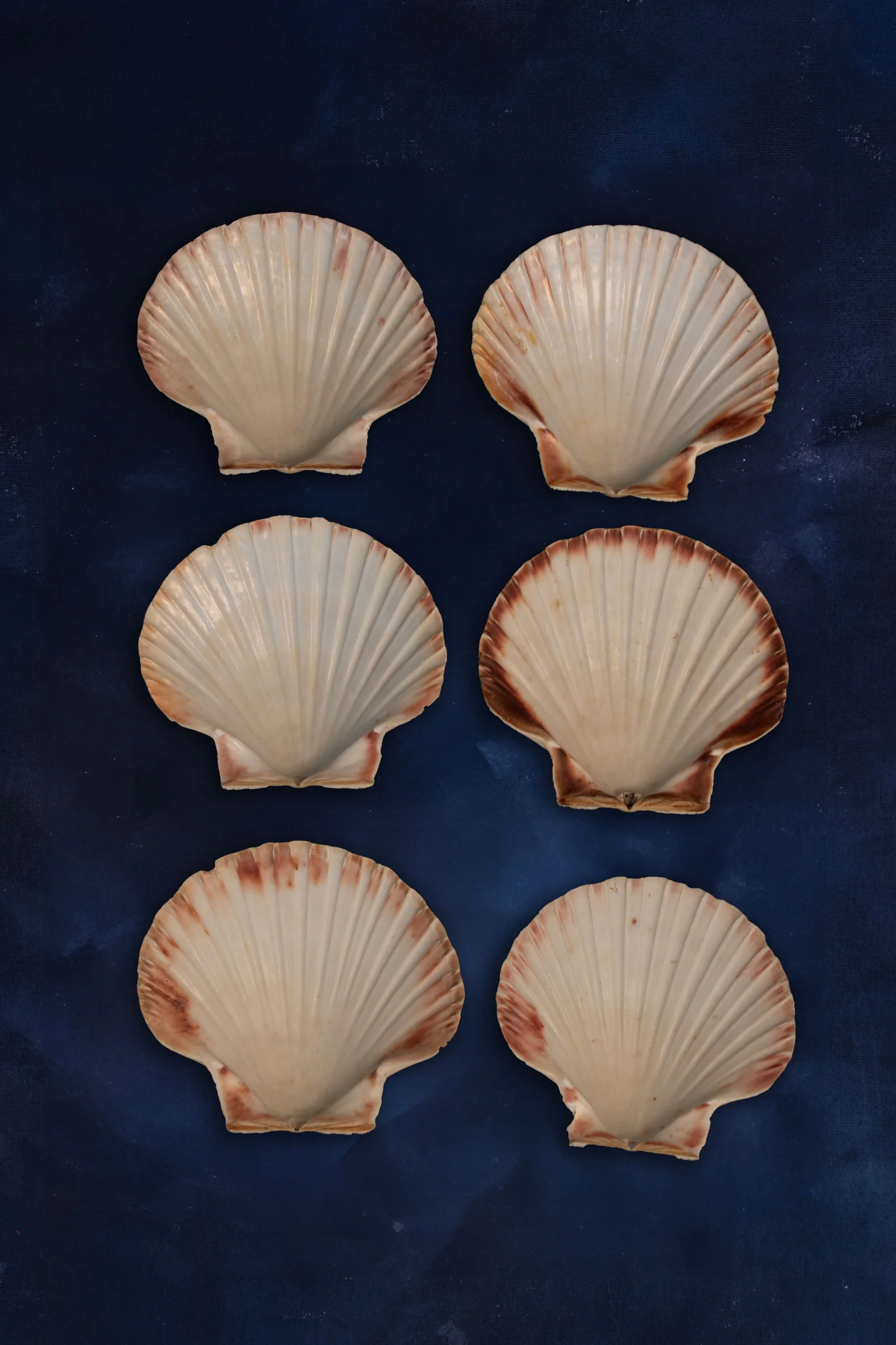 Natural Cooking Shells (Set of 6) — loutre
