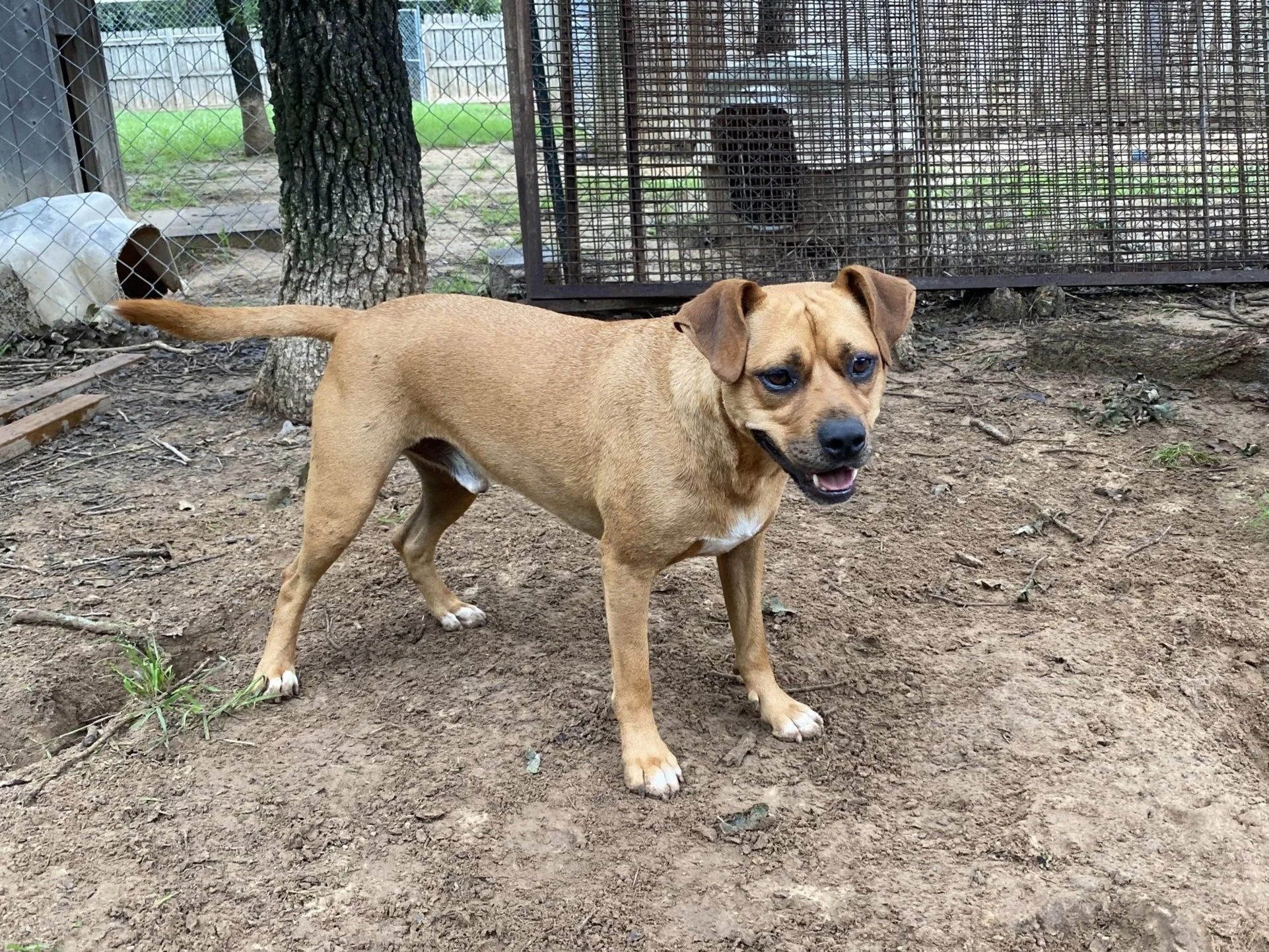 Murphy — Texas Independent Rhodesian Ridgeback Rescue