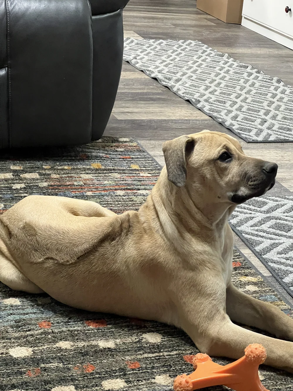 Dogs for Adoption & Foster — Texas Independent Rhodesian Ridgeback Rescue