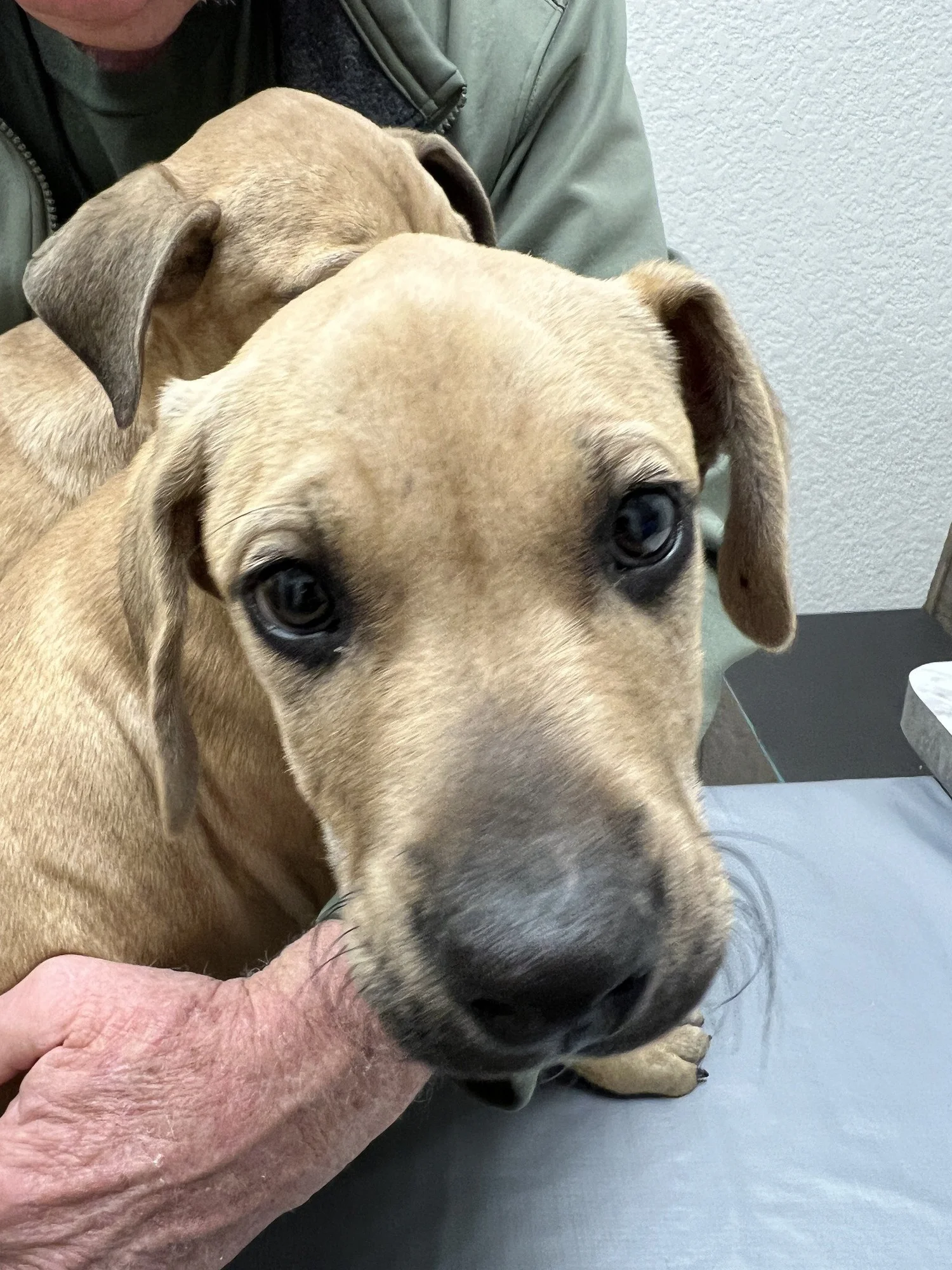 Jose Cuervo — Texas Independent Rhodesian Ridgeback Rescue