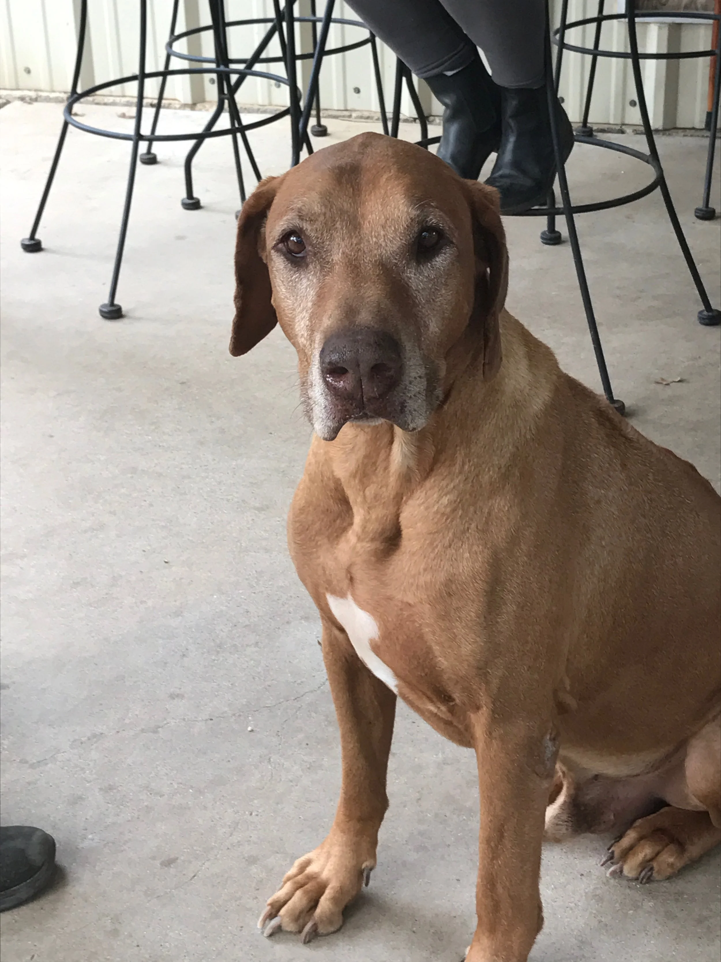 Rainbow Bridge Dogs — Texas Independent Rhodesian Ridgeback Rescue