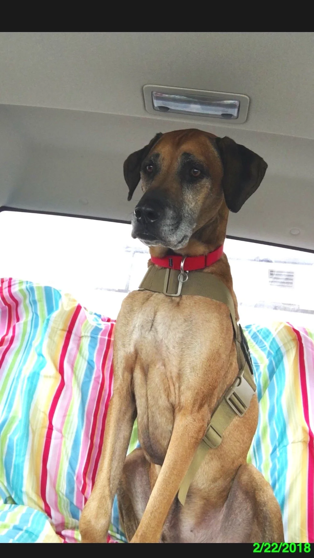 Rainbow Bridge Dogs — Texas Independent Rhodesian Ridgeback Rescue