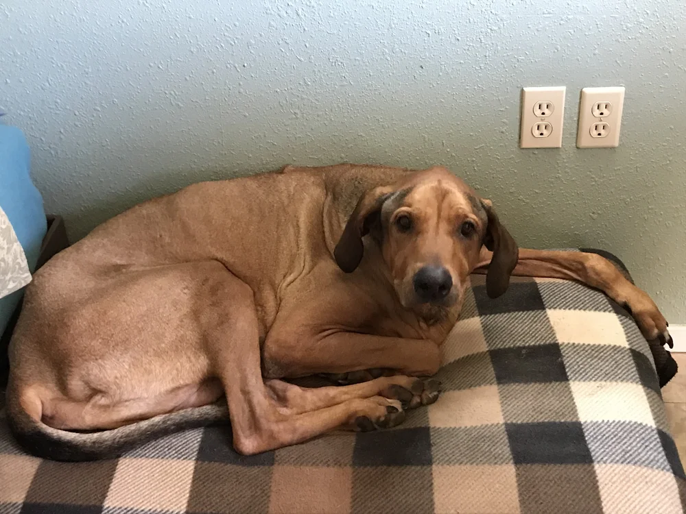 Rainbow Bridge Dogs — Texas Independent Rhodesian Ridgeback Rescue