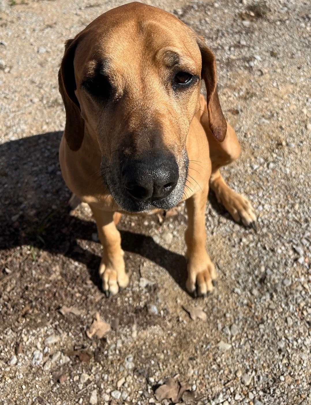 Jax — Texas Independent Rhodesian Ridgeback Rescue