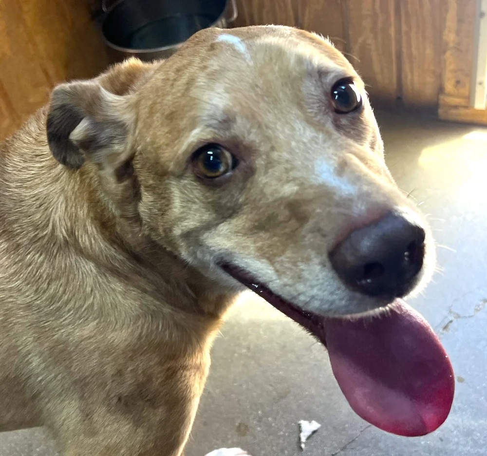 Copper — Texas Independent Rhodesian Ridgeback Rescue