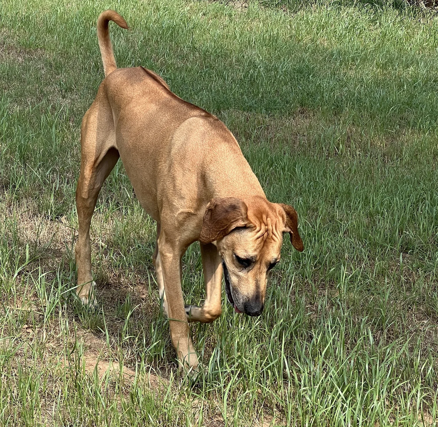 Dogs for Adoption & Foster — Texas Independent Rhodesian Ridgeback Rescue