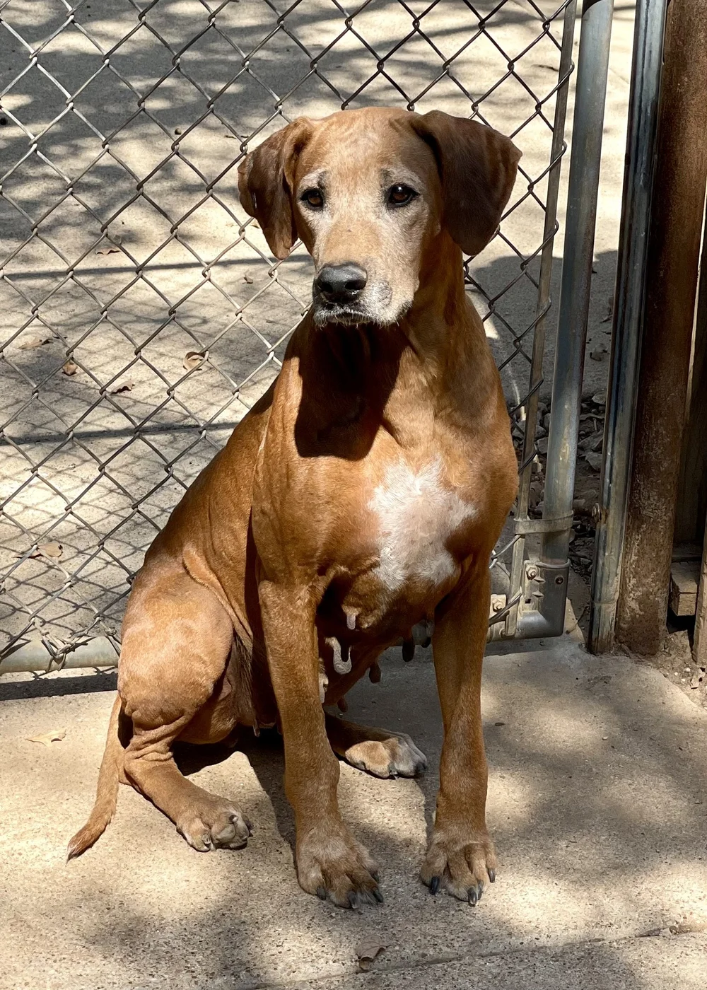 Dogs for Adoption & Foster — Texas Independent Rhodesian Ridgeback Rescue