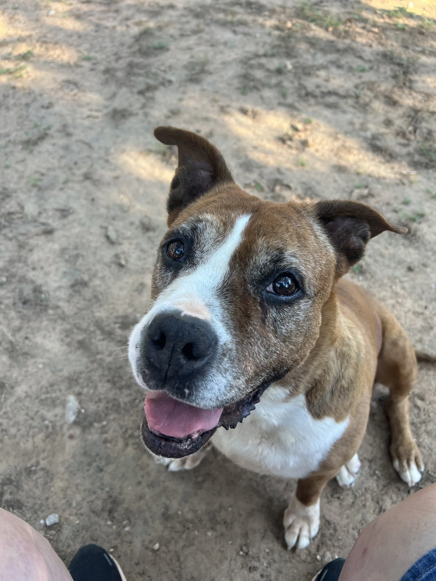 Sanctuary Dogs — Texas Independent Rhodesian Ridgeback Rescue