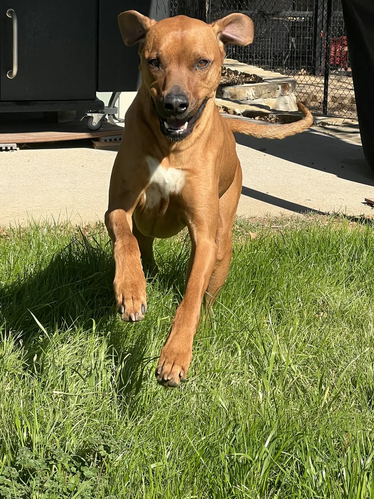 Dexter — Texas Independent Rhodesian Ridgeback Rescue