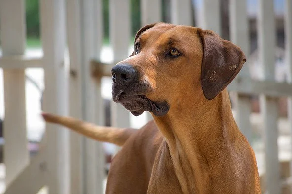 Rainbow Bridge Dogs — Texas Independent Rhodesian Ridgeback Rescue