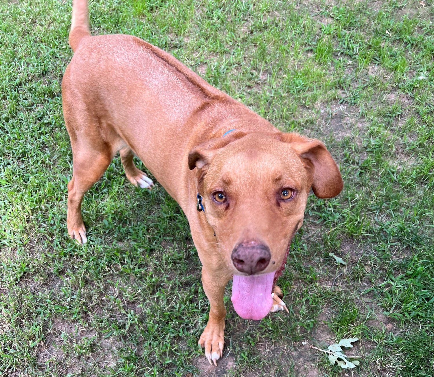 Dogs for Adoption & Foster — Texas Independent Rhodesian Ridgeback Rescue