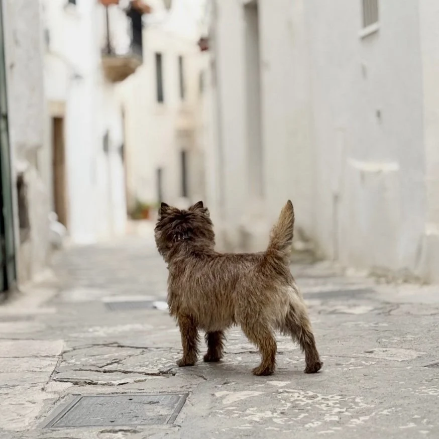 Learn how to take your dog abroad from the UK, including pet passports ...