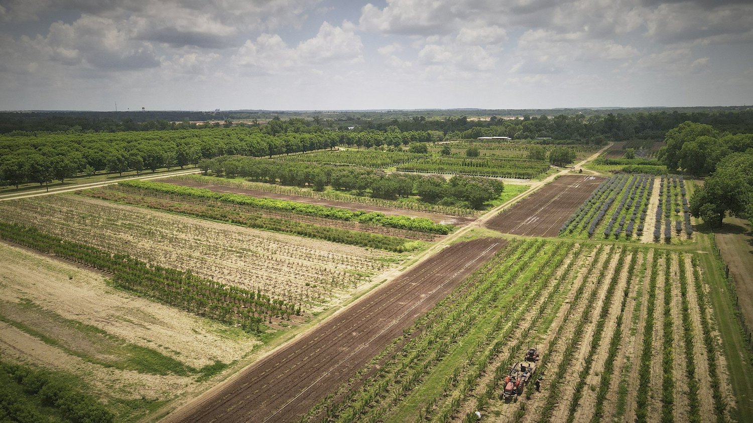 Austin Tree Farm