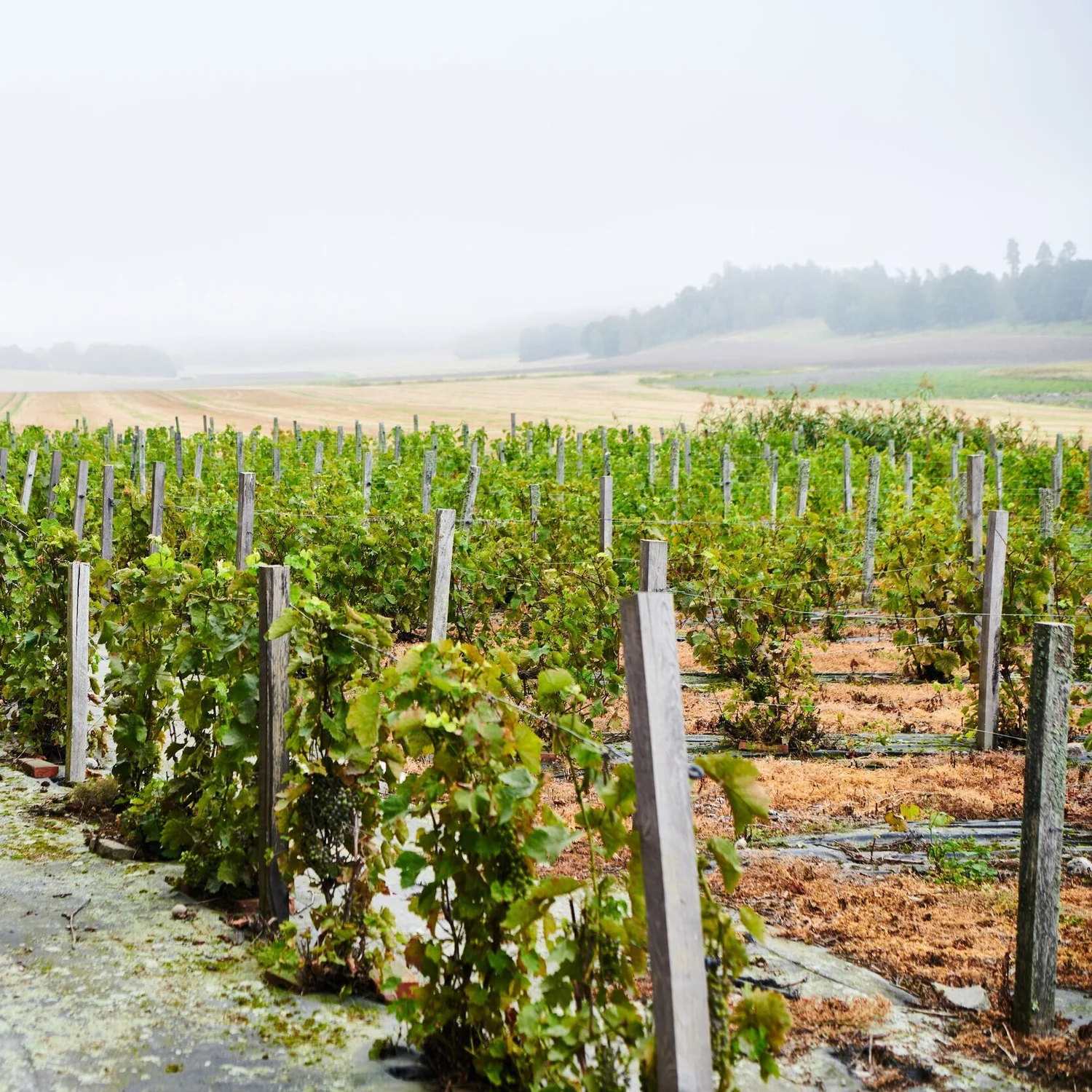 Swedish Wine Producers — TSWT.