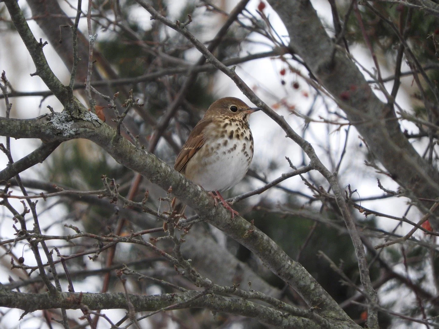 Quinnipiac Valley Audubon Society