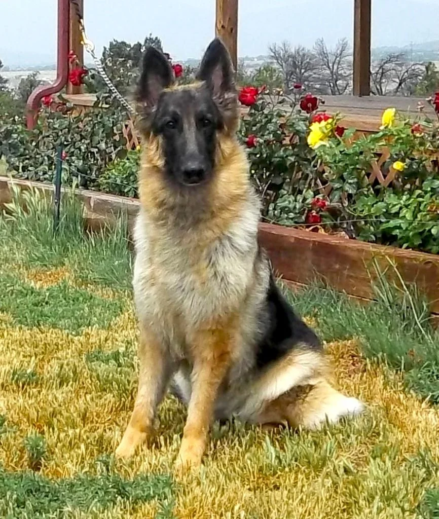 German Shepherd & Smooth Fox Terrier Puppies | Eight Mile Ranch | Cañon ...