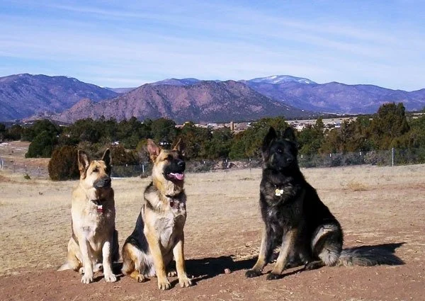 German Shepherd & Smooth Fox Terrier Puppies | Eight Mile Ranch | Cañon ...