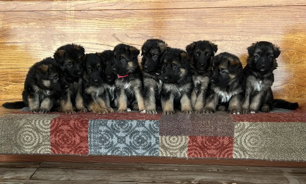 German Shepherd & Smooth Fox Terrier Puppies | Eight Mile Ranch | Cañon ...
