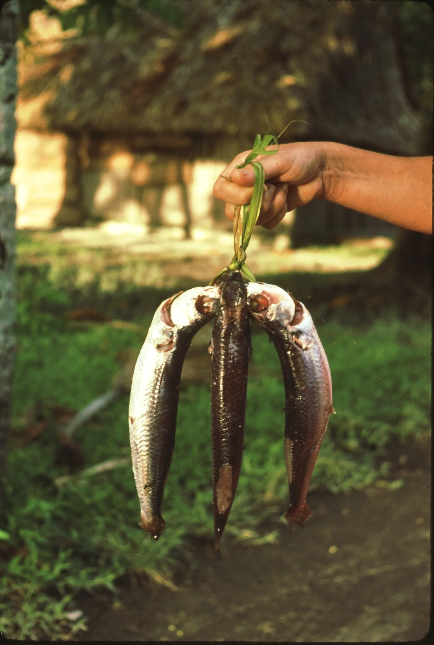 1984 Daily Life Photos — A Website for Nanumea, Tuvalu