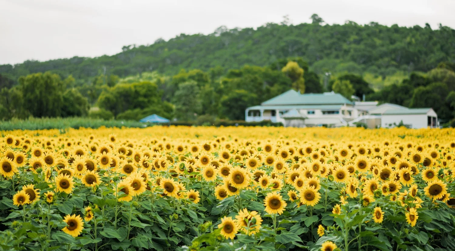 Lilyvale