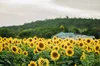 Sunflower Fields — Lilyvale
