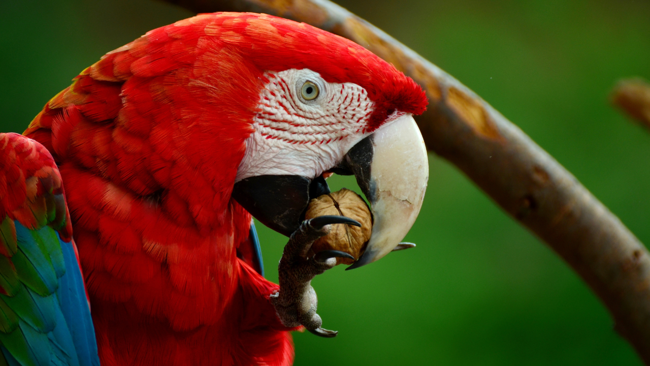 How to Train a Parrot: The Do’s and Don’ts for Parrot Training Success ...