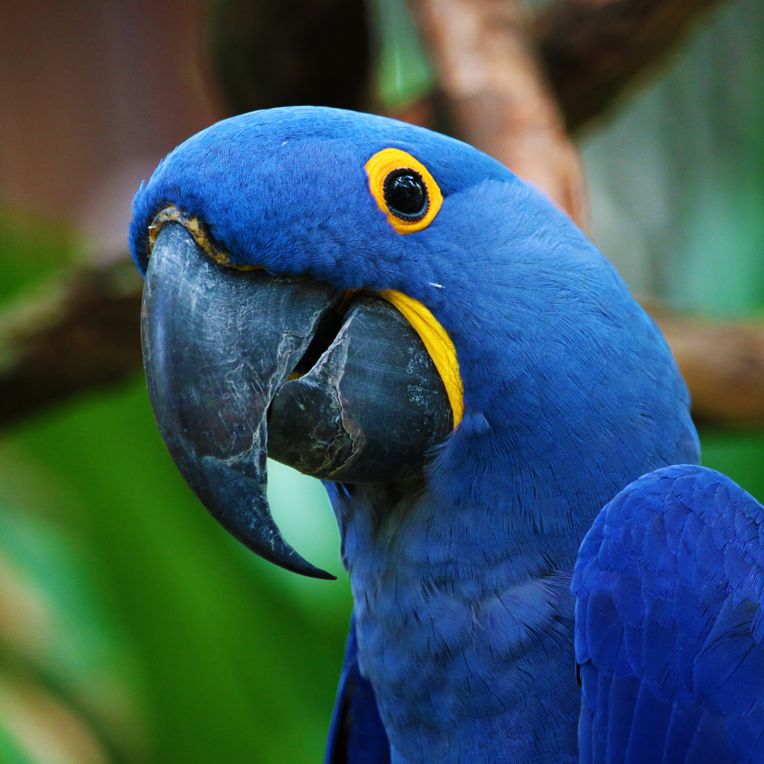 Conservation — United Parrot kingdom