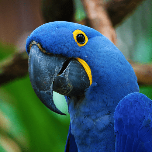 Conservation — United Parrot kingdom