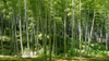 List of Safe Woods for Parrots — United Parrot kingdom