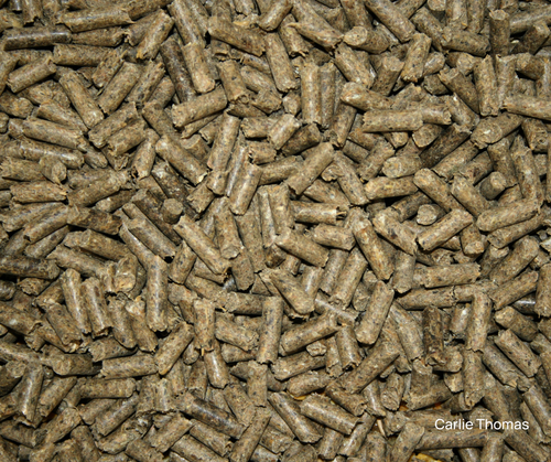 Parrot Diet 101: Exactly What to Feed Your Parrot for Optimal Health ...